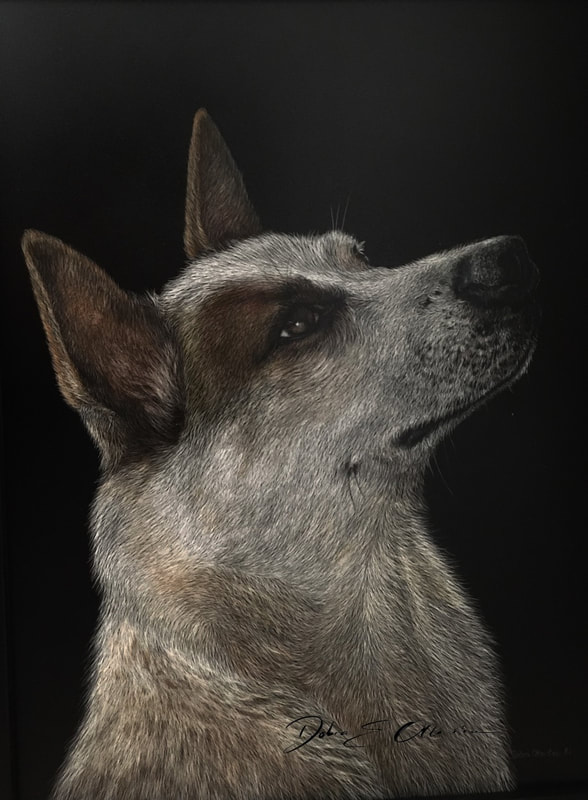 Galleries - SCRATCHBOARD AND FEATHER WILDLIFE ART BY DEB OTTERSTEIN, SSA